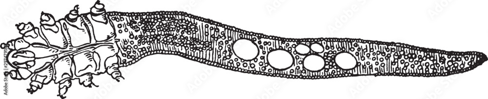 Demodex Folliculorum, vintage illustration. vector de Stock | Adobe Stock