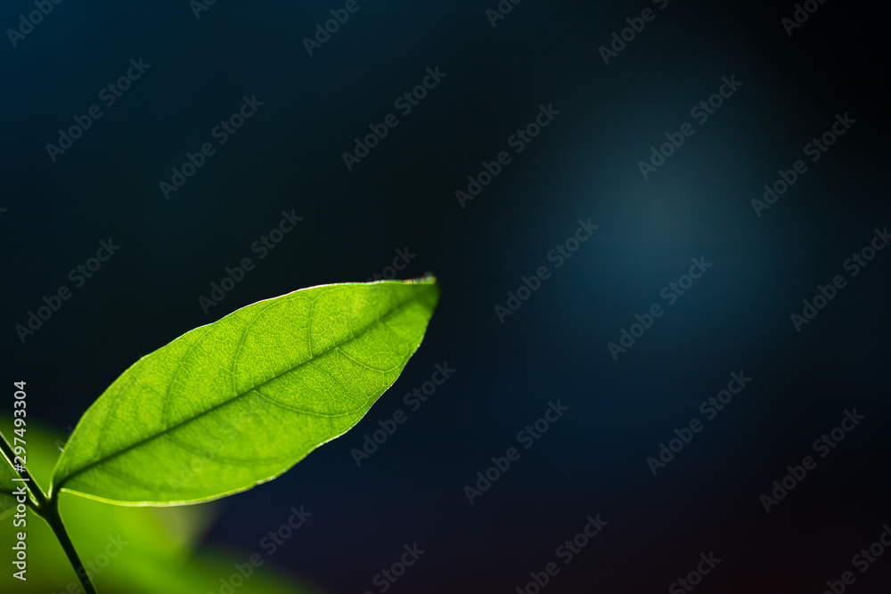 Close-up Green nature leaf landscape with copy spaces using as ...