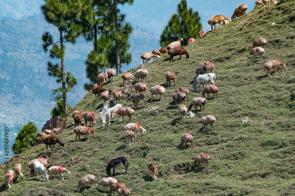 Sheep herding along Karakoram highway or new silk road, Pakistan. Stock ...