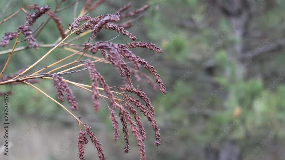 Branch amorphous shrubbery (Amorpha fruticosa). Branch with seeds on ...