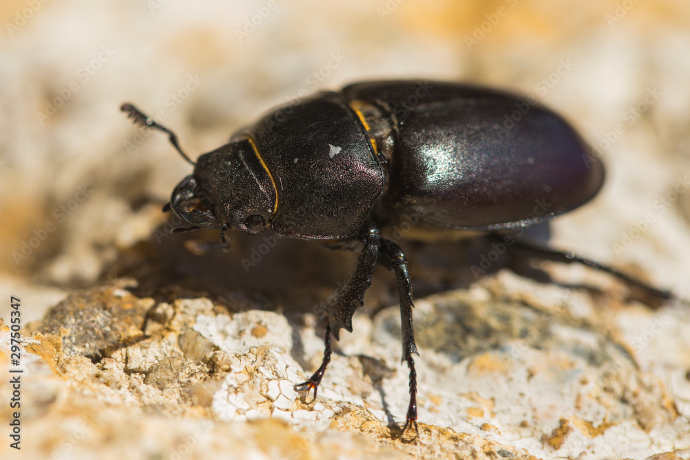 Lucanus cervus is the best-known species of stag beetle (family ...