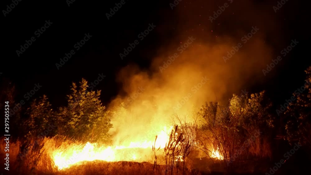 Forest fire. Fire destroys trees and forest animals. Fires in the ...
