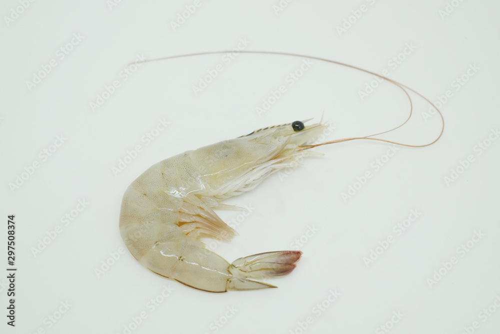 A whiteleg shrimp, Pacific white shrimp, King prawn, Penaeus vannamei ...