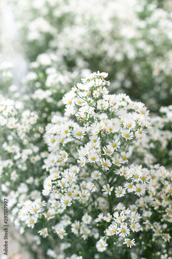 Gyp Flower Meaning | Best Flower Site