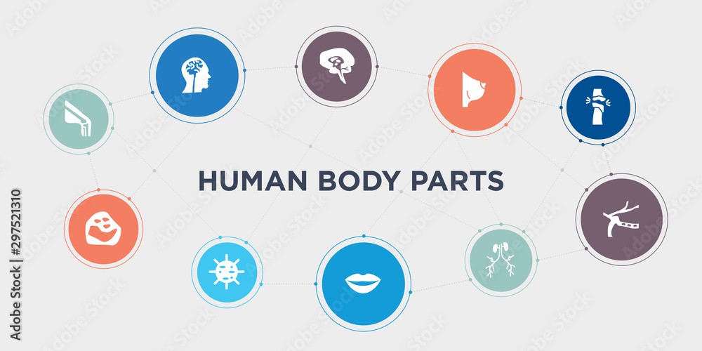 human body parts 10 points circle design. ball of the knee, basophil ...