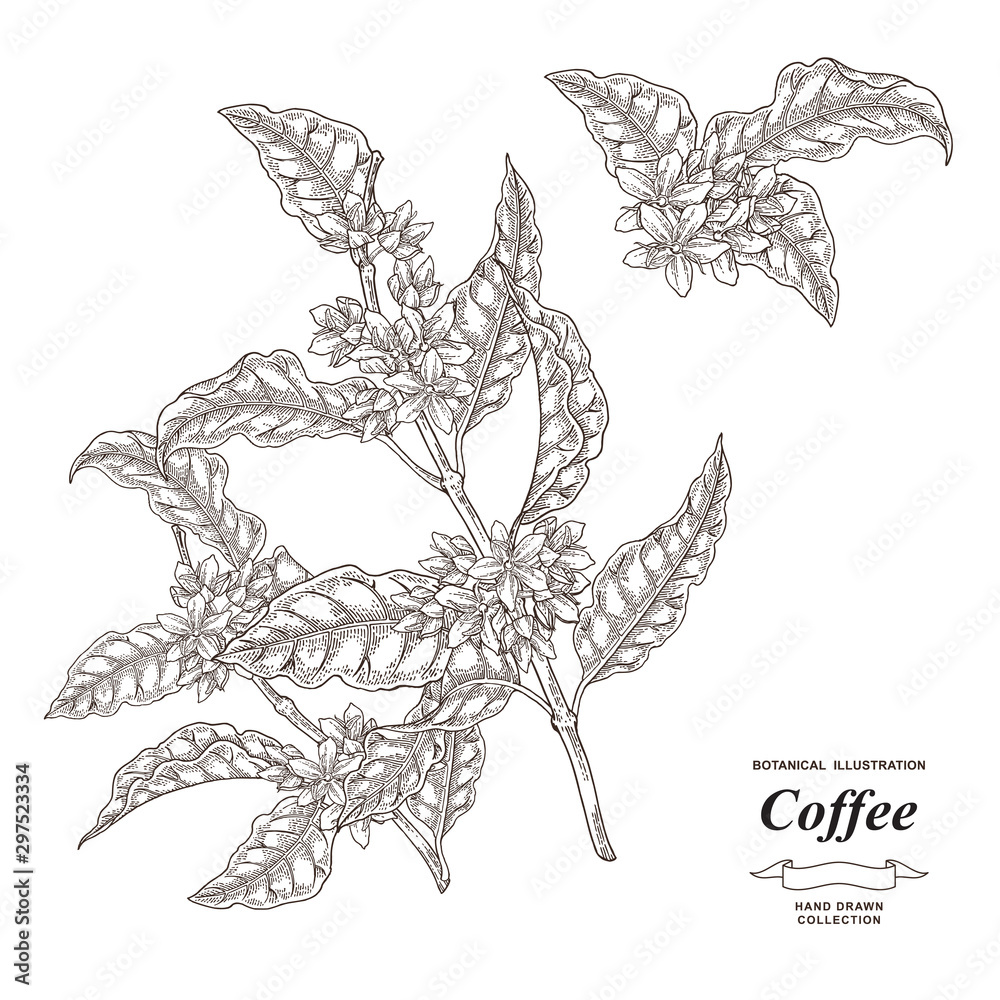 Coffee branch with flowers. Hand drawn coffee tree isolated on white ...