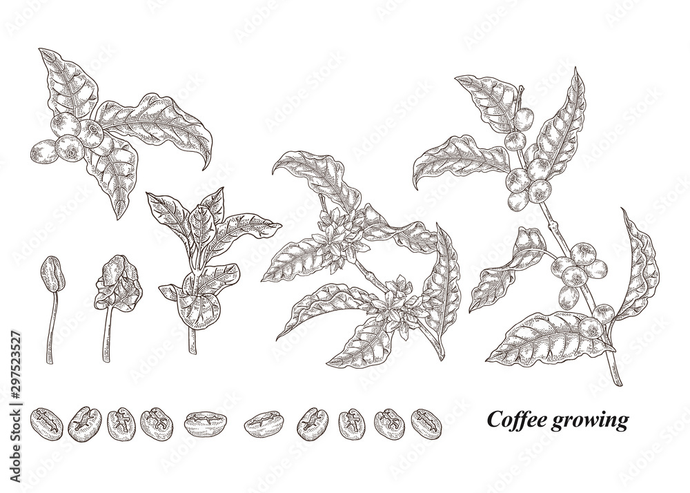 Coffee plant set. Hand drawn coffee beans, sprout, branch with flowers ...