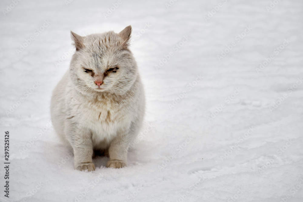 Cold Cat In Snow