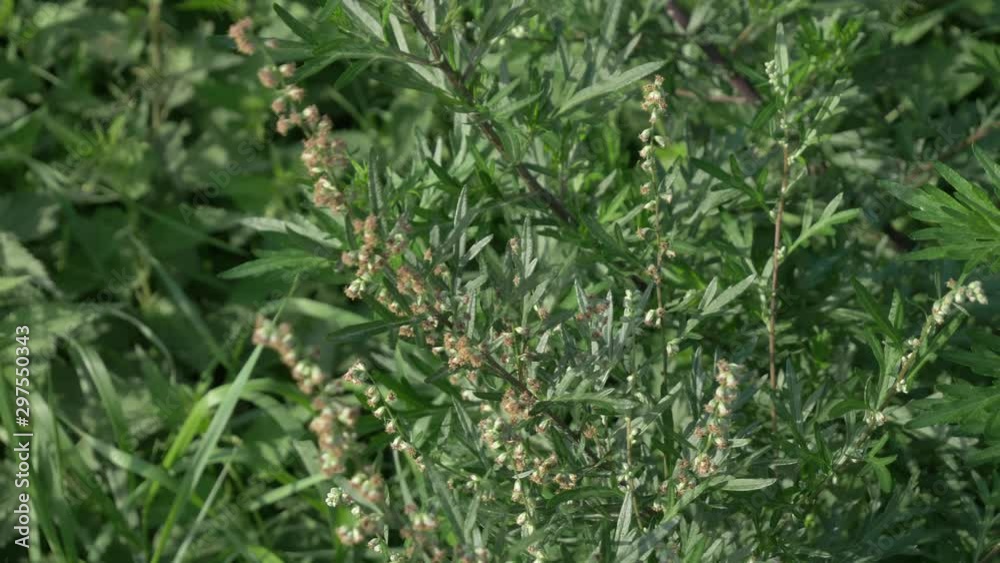 Medical Naturopathy herb Artemisia absinthium or wormwood, grand ...
