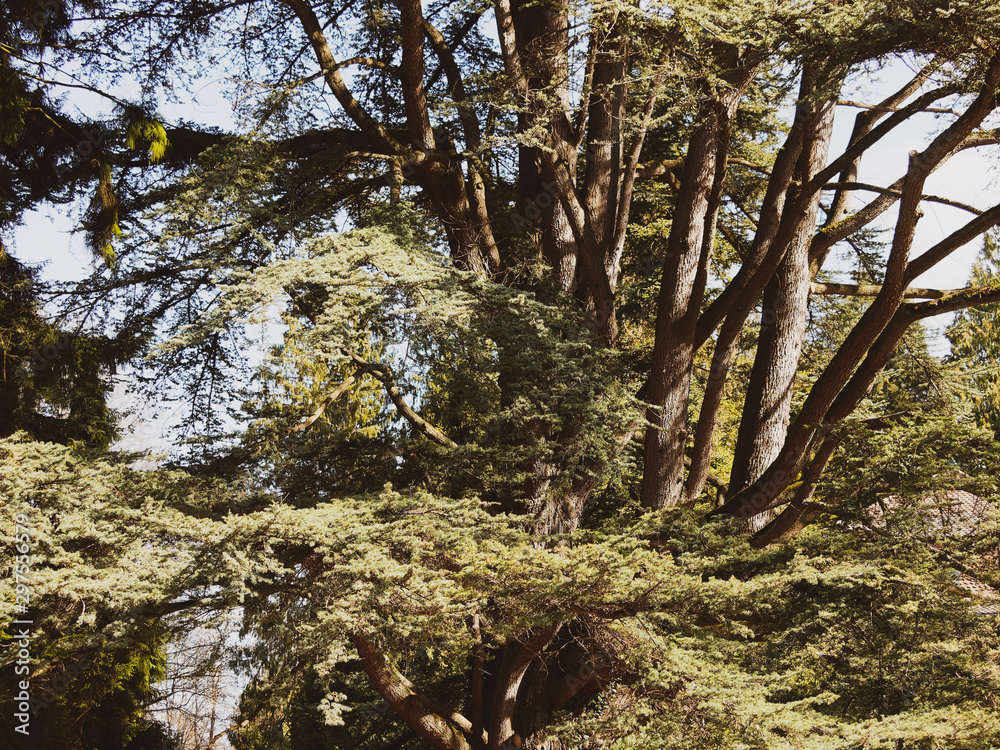 An old anf large Blue Atlas cedar or Argan (cedrus atlantica) tree with ...