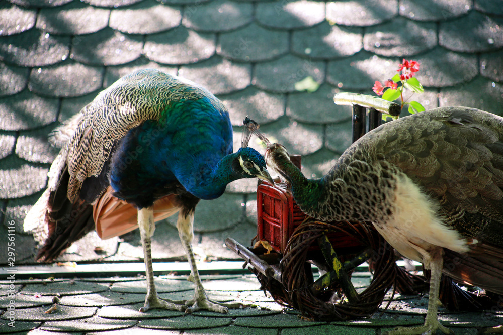 Male Peacocks Mating