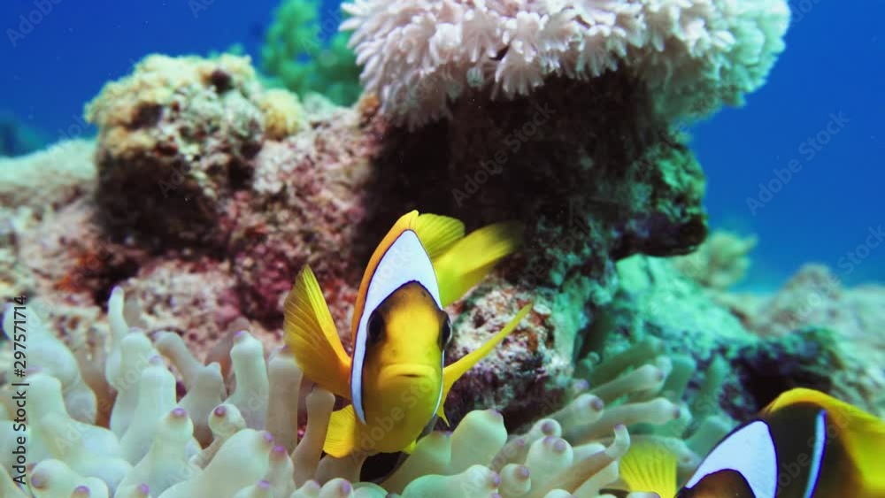 Nemo clown fish in the anemone on the colorful healthy coral reef ...