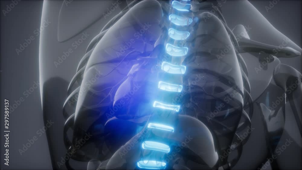 backache in backbone. science anatomy scan of human spine bones glowing ...