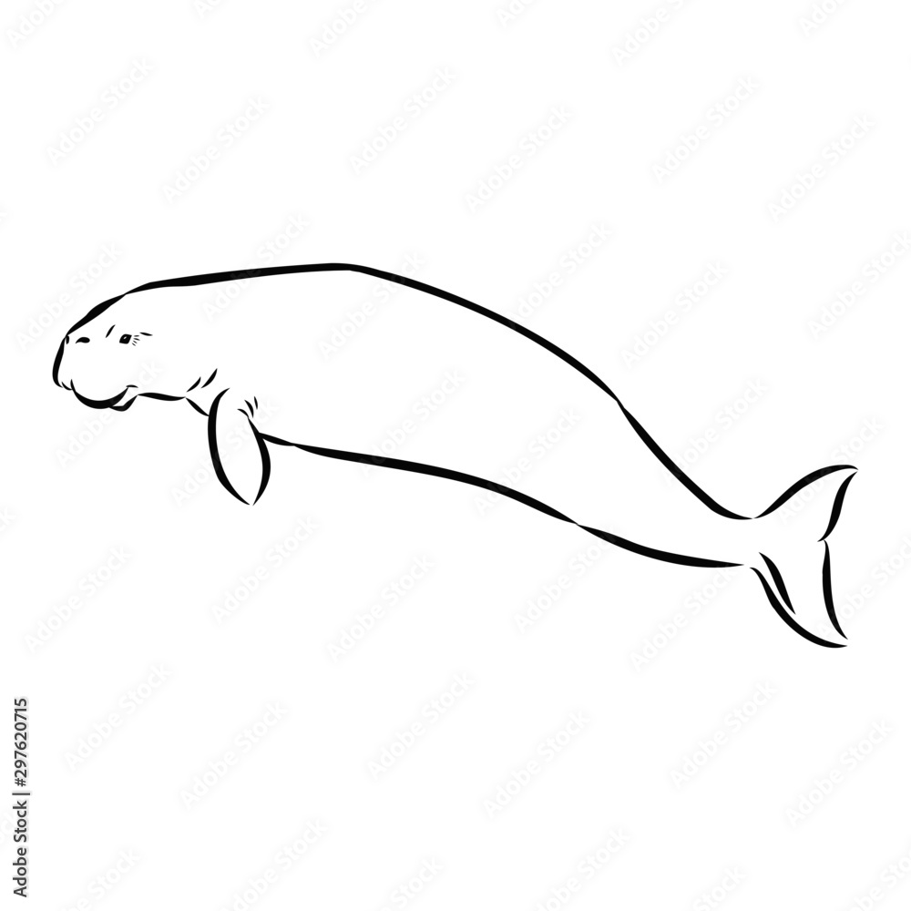 vector illustration of manatee, sketch Stock Vector | Adobe Stock