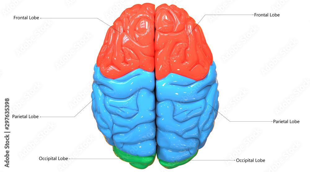 Central Organ of Human Nervous System Brain with Labels Anatomy ...