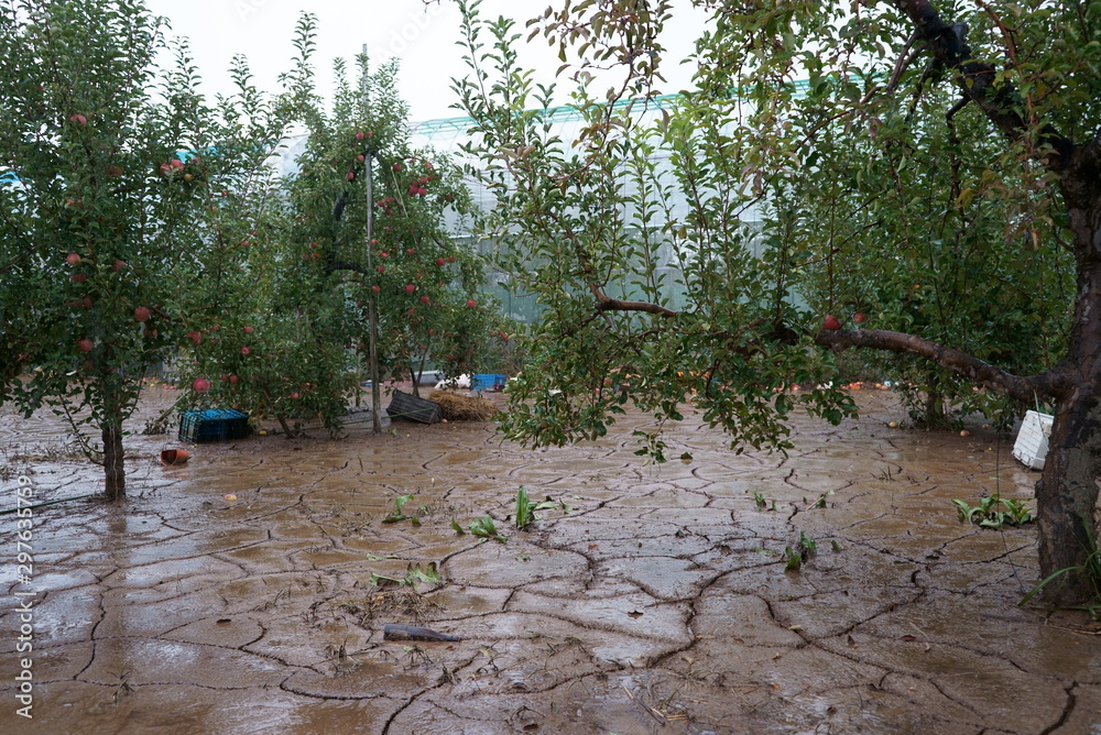 Damage of heavy rain flooding in apple orchard Stock Photo | Adobe Stock
