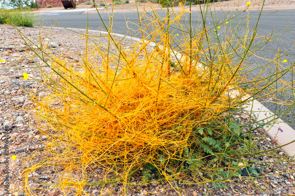 Cuscuta, commonly known as dodder, a parasitic vine known to strangle ...