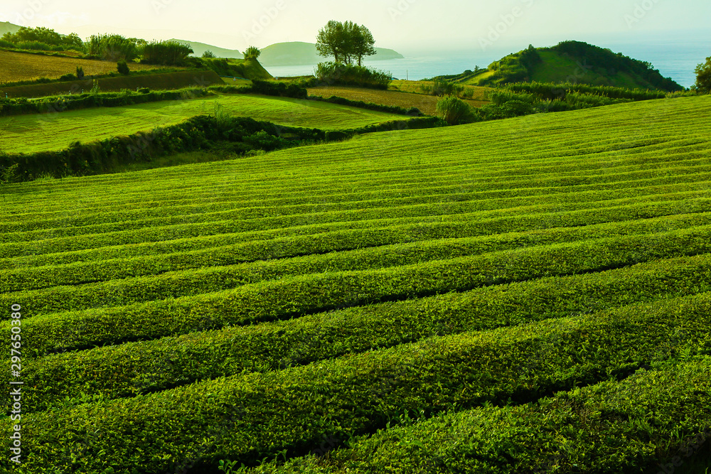Tea plantation, interesting wavy pattern of lines of the green plants ...