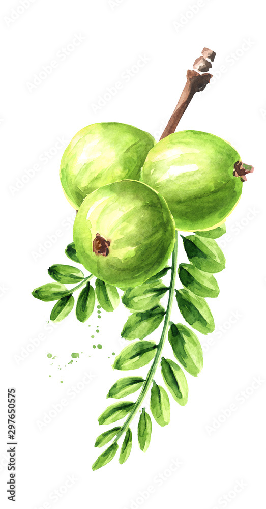Amla branch with green fruits and leaves. Watercolor hand drawn ...
