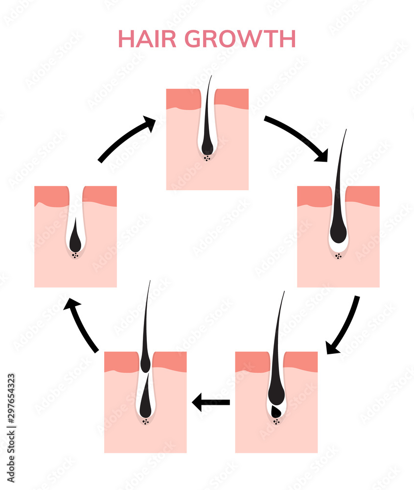 Hair growth cycle skin. Follicle anatomy anagen phase, hair growth ...