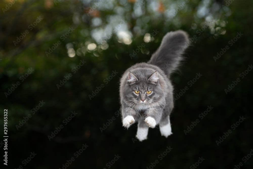 Cat Pouncing Towards Camera