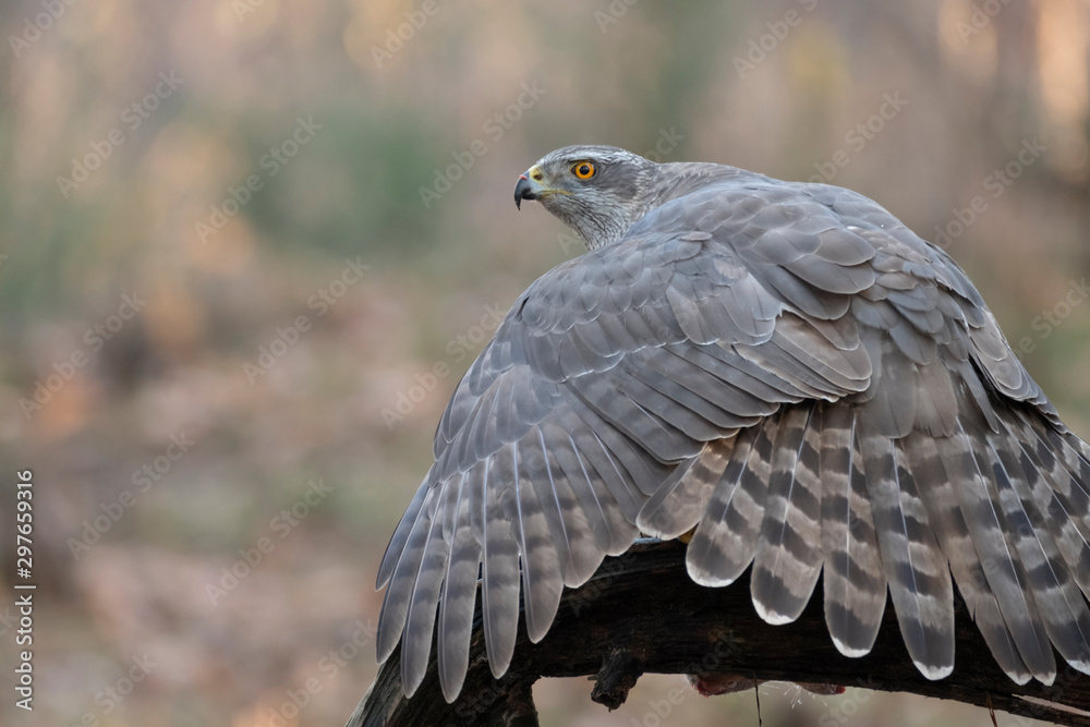 bird of prey sits on a branch and looks alert and protects its prey ...
