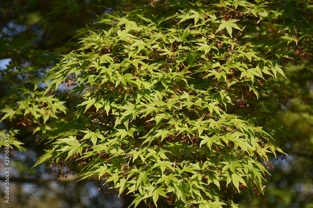 Foto de Tree branches of Acer palmatum Sango-Kaku, commonly known as ...