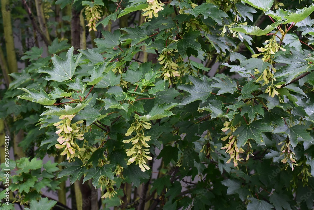 Branches with fruits of Acer Pseudoplatanus tree, known as the Sycamore ...