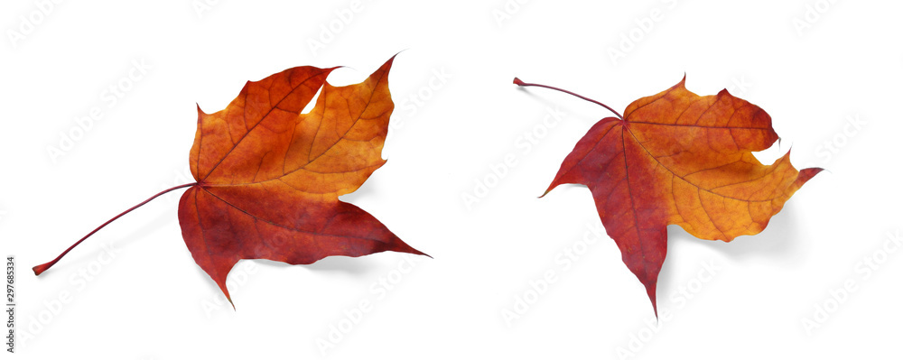 Autumn red maple leaves in different angles isolated on white ...