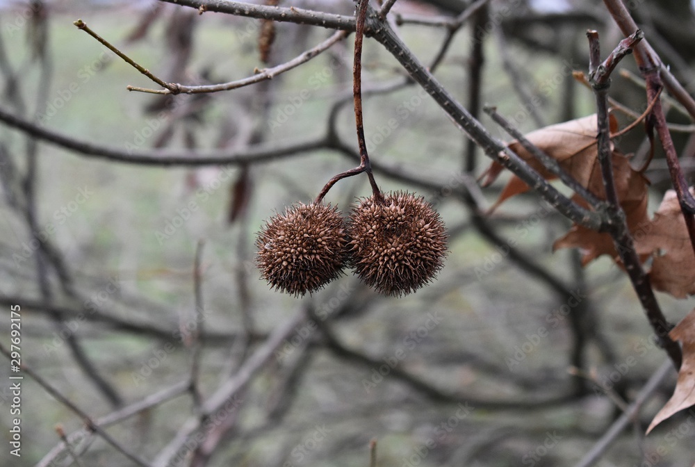 London plane seed ball. Platanus × Acerifolia, the London plane, London ...