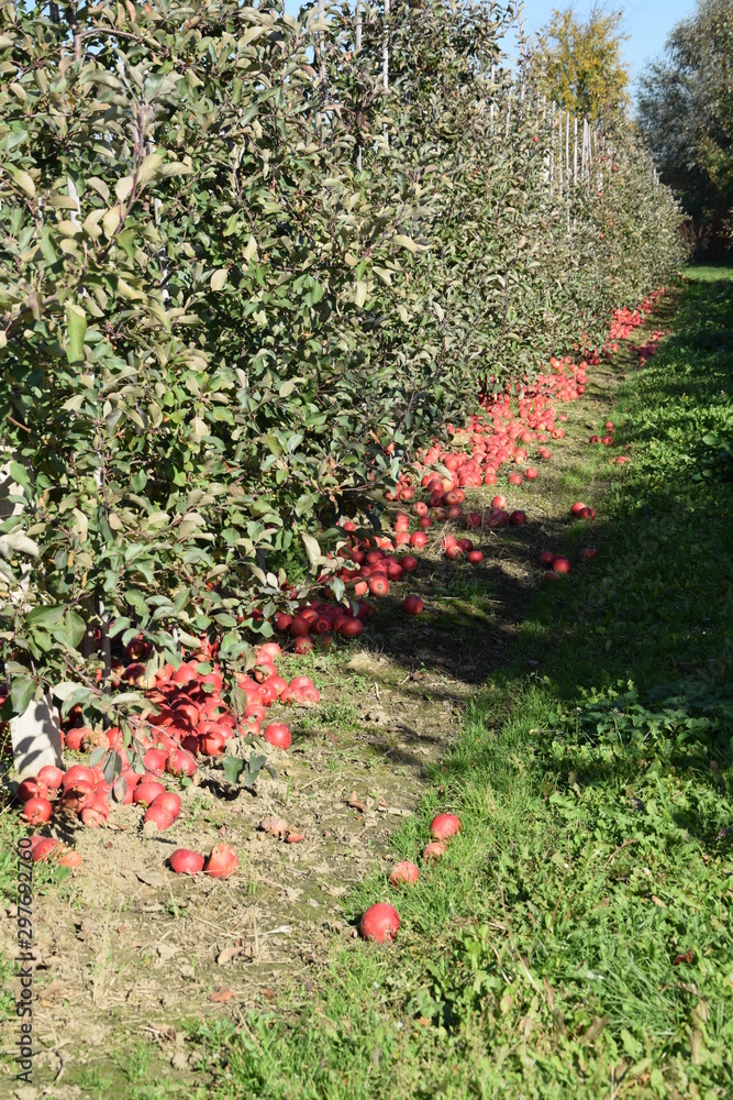 Sad jabłoniowy jesienią - spady pod drzewami Stock Photo | Adobe Stock