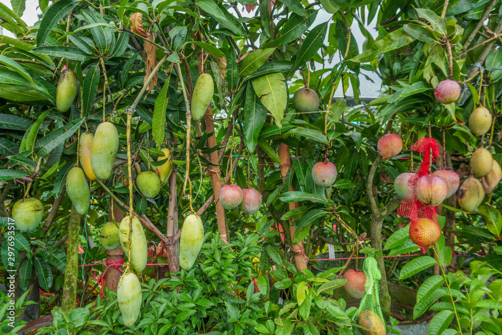 Beautiful Mango Trees With Fruits
