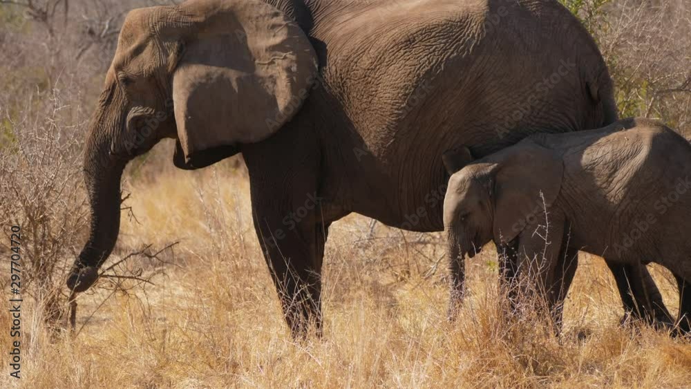 Baby elephant learns to use its trunk next to adept mother Stock ビデオ ...