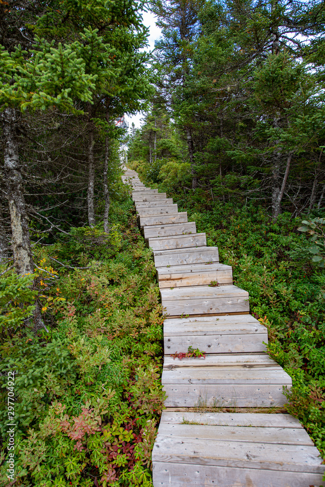 Narrow wood steps leading up to a cluster of deep rich green trees. The ...