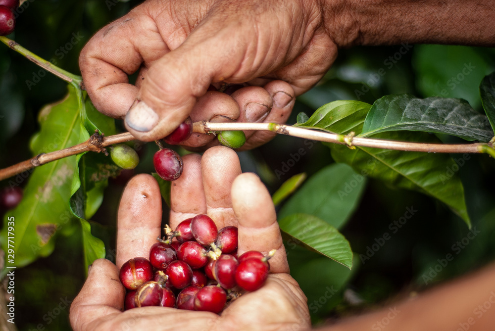 Cafetales en Chinchiná Caldas, café y revisión de el producto en el ...