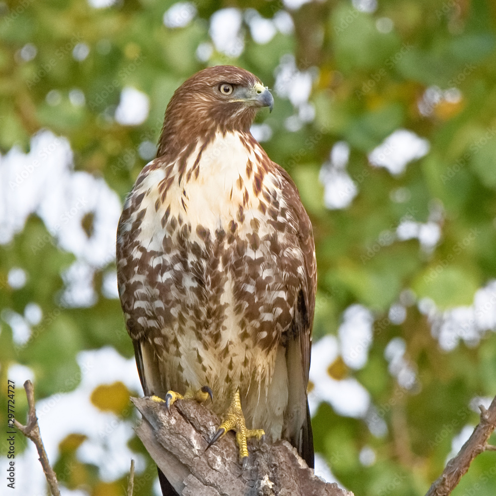 Red Tailed Hawk pose Stock Photo | Adobe Stock
