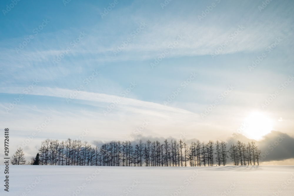 A long range of winter pine trees under the sunset and blue sky and ...