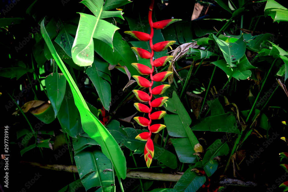 Heliconia or Lobster claw plant (Heliconia rostrata) flower, red ...
