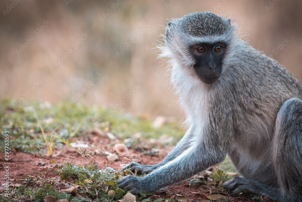 Mono buscando alimento entre las hojas otoñales con espacio para texto ...