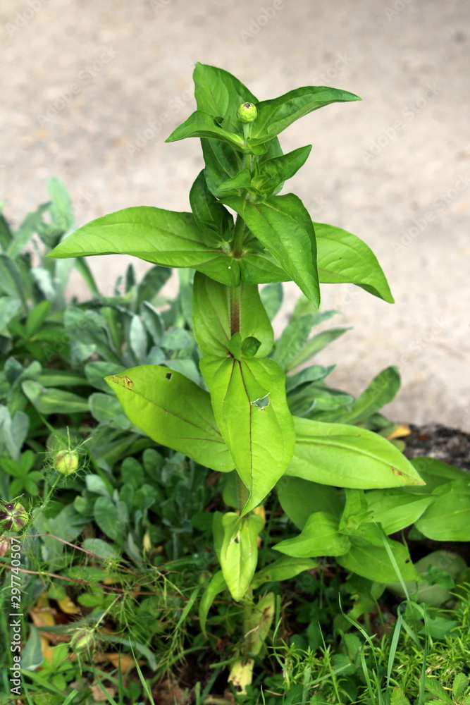 Zinnia Leaves