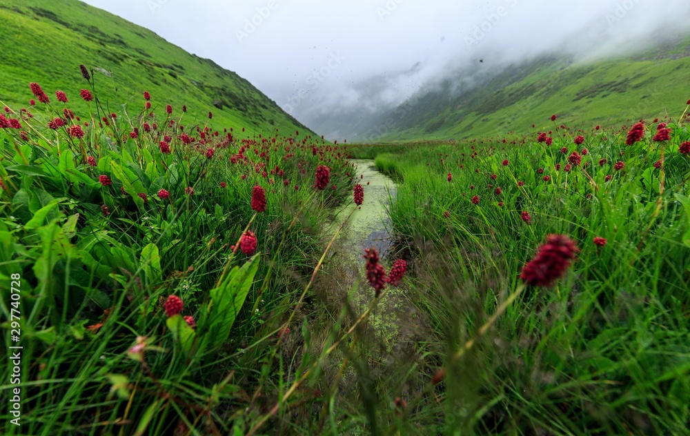 Beautiful Valley Of Flowers