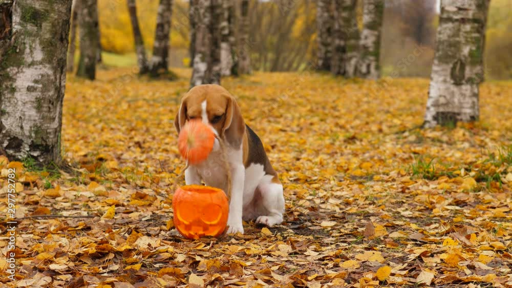 Cute dog sitting with pumpkin lantern, orange cap on beagle head. Doggy ...