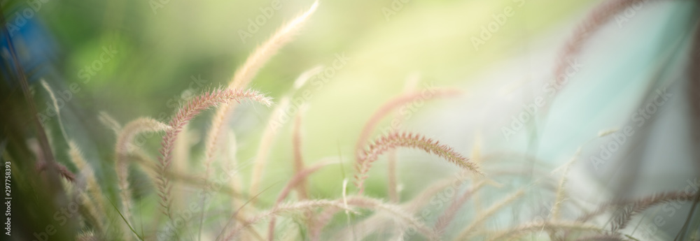 Nature of flower in garden using as cover page background natural flora ...