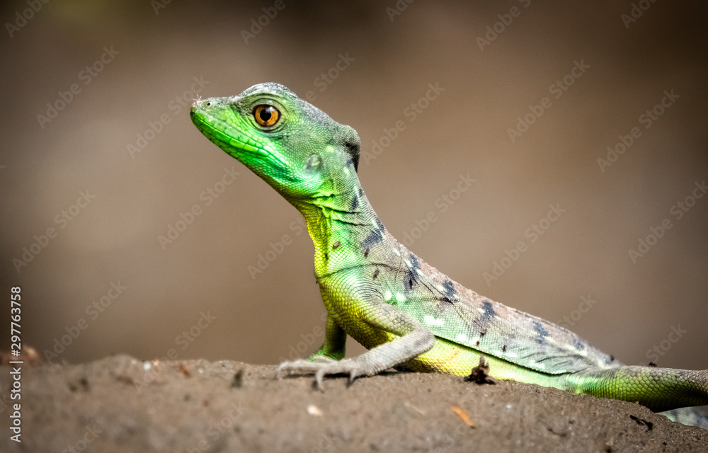 Basilisk Lizard Baby