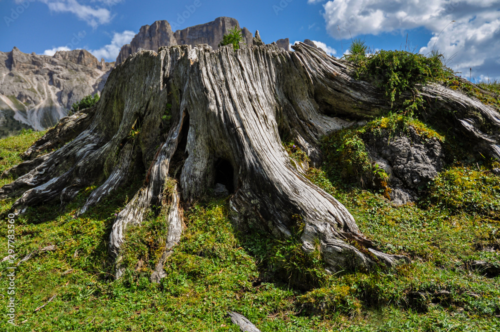 Wurzel Baumstumpf Alpen Nahaufnahme Holzstruktur Gröden Südtirol ...