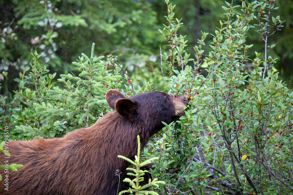 Black Bears Eating Berries