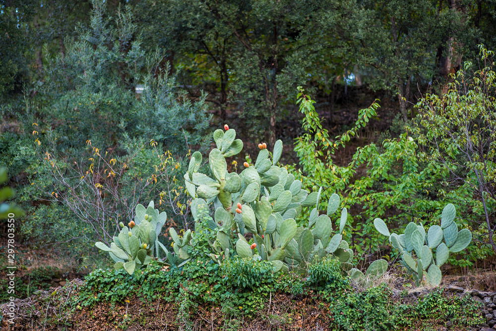 Opuntia ficus-indica, known as prickly pear, fig tree, palera, prickly ...