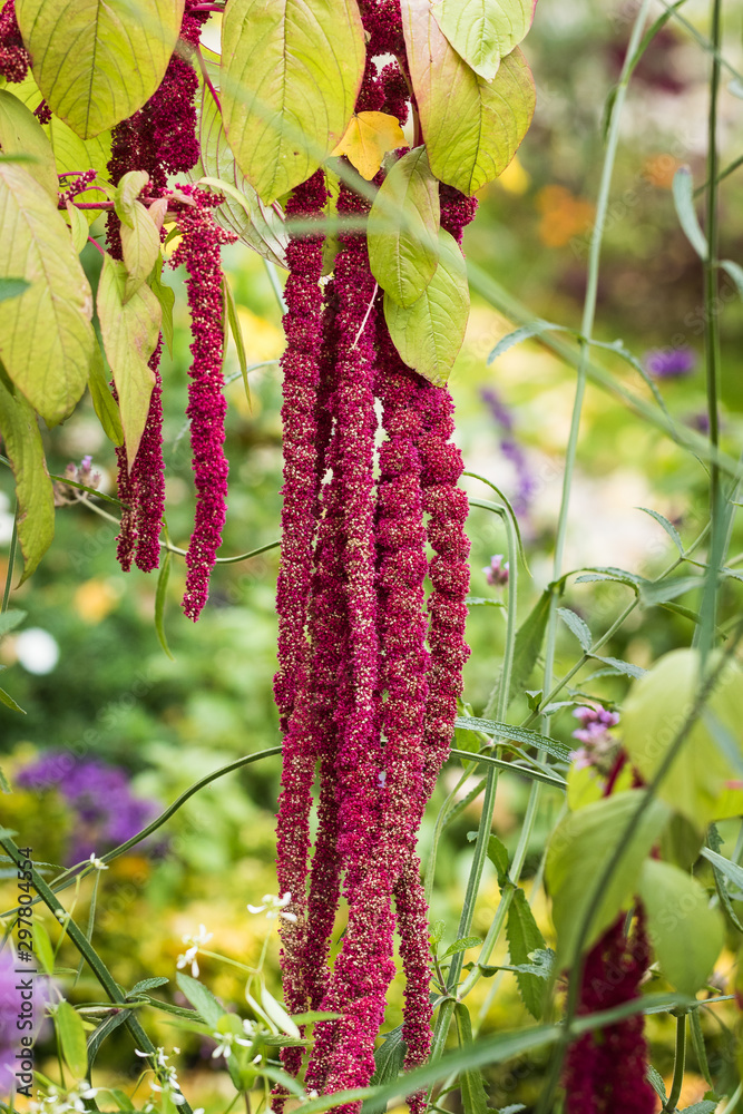 Red longflowers of Amaranthus caudatus flower, a species of annual ...