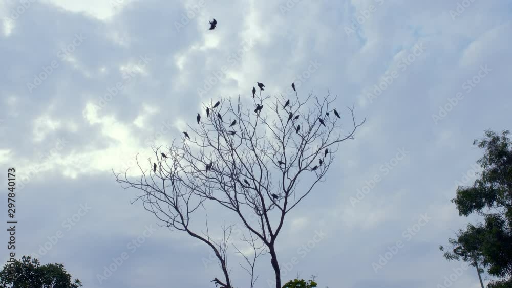 A flock of birds flying around a tree in the blue cloudy sky - freedom ...