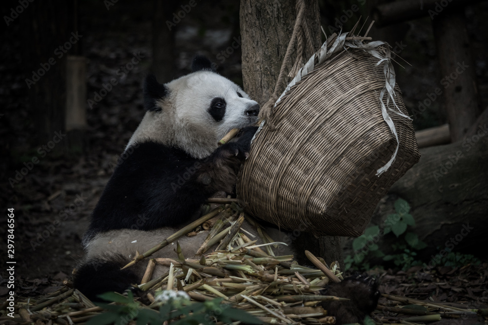 The portrait of the Giant panda. Big fat lazy Giant panda eats bamboo ...
